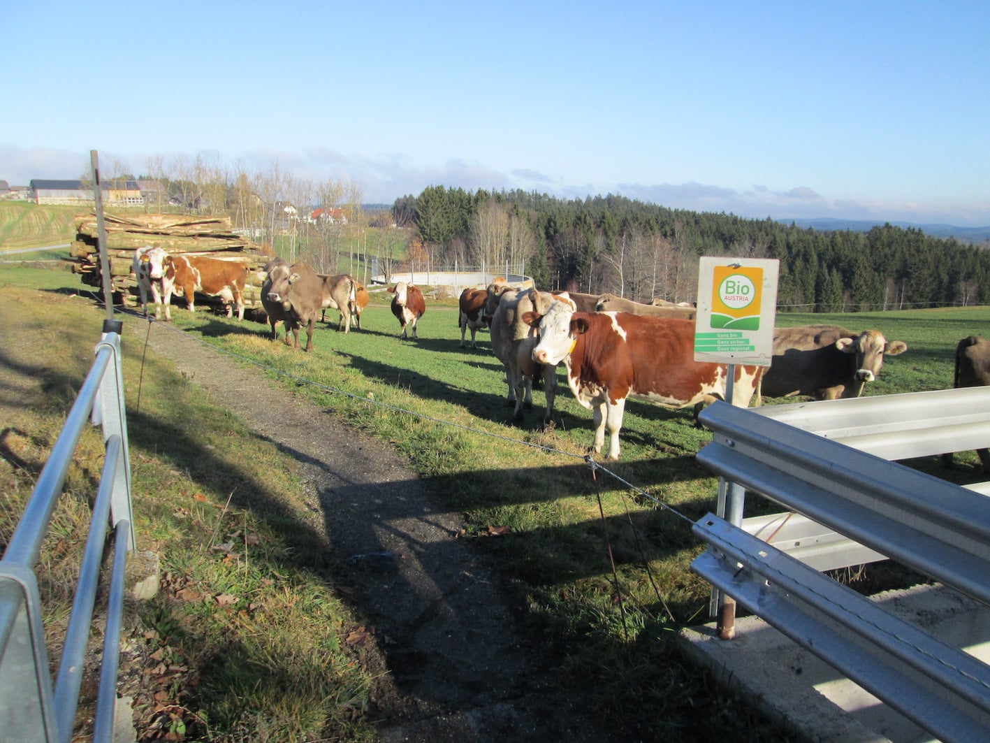 Wenn der Acker zur Weide wird - BIO AUSTRIA