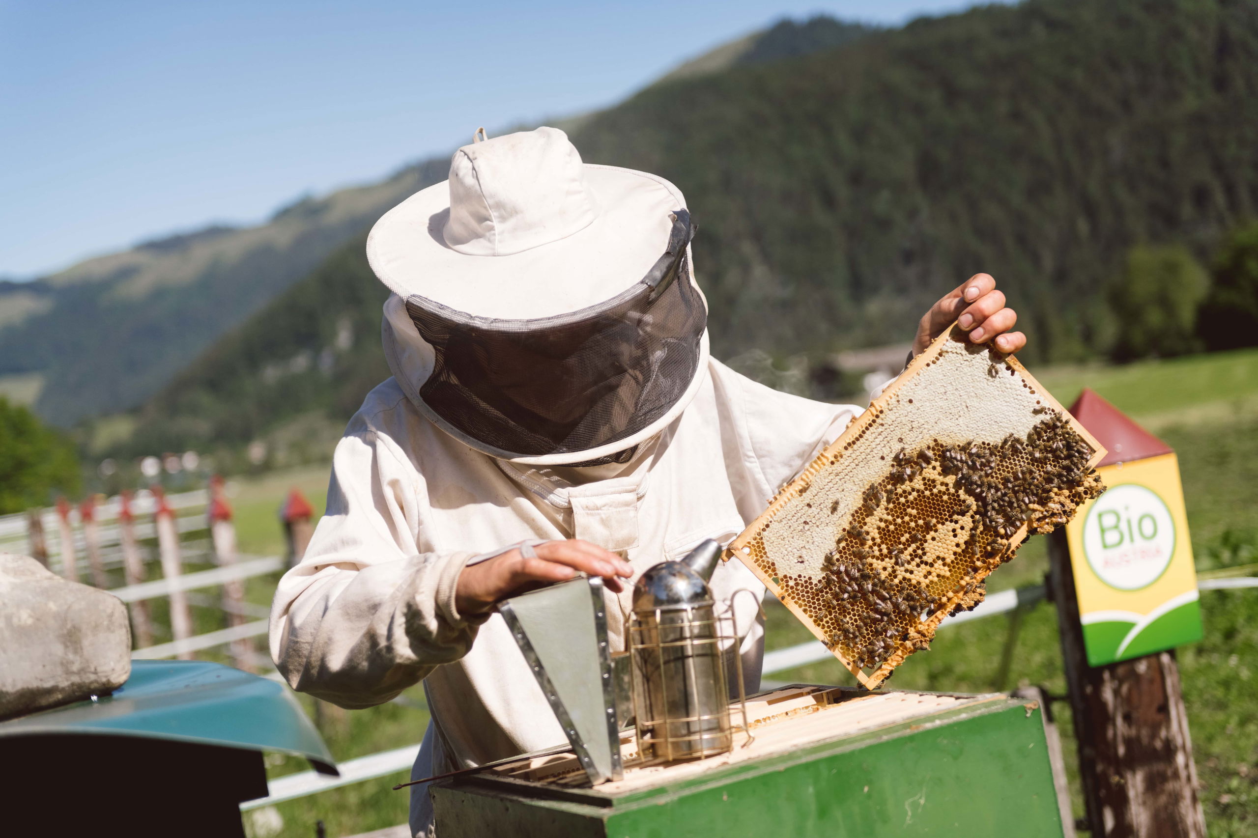 Online Stammtisch für Bio-Imker:innen startet - BIO AUSTRIA