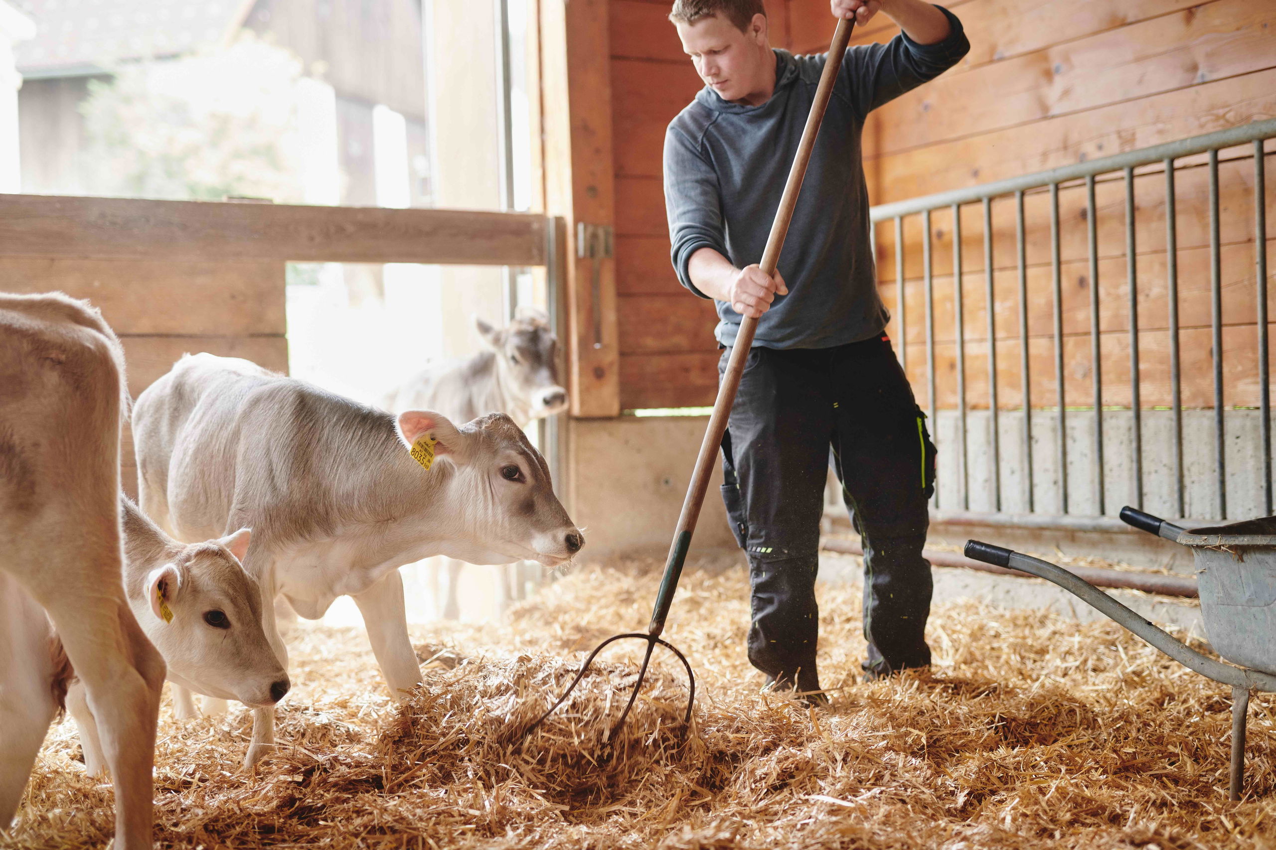 Gesunde Kälber in der Milch- und Mutterkuhhaltung - BIO AUSTRIA