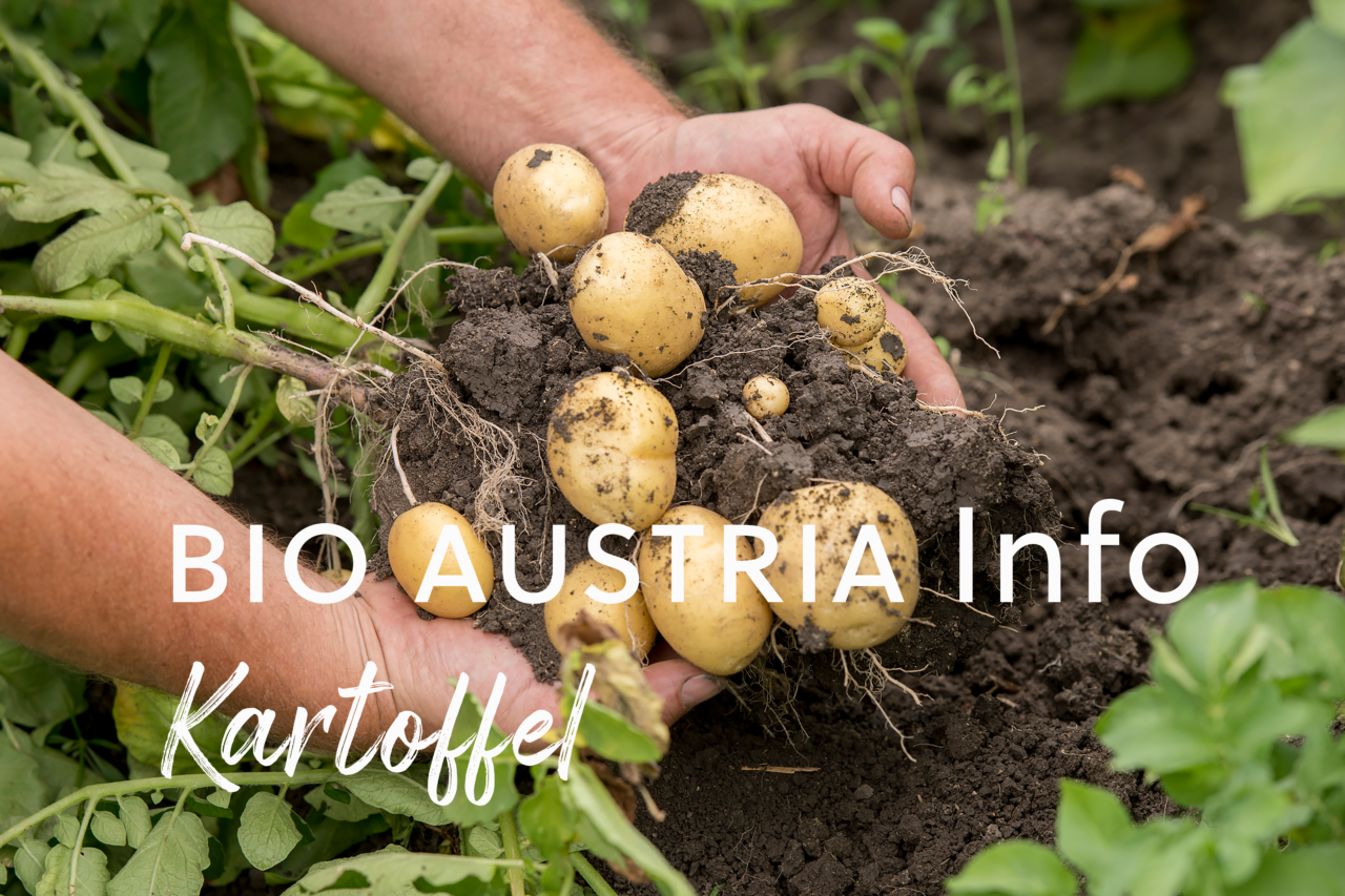 BIO AUSTRIA Info – Kartoffel 1/25 - BIO AUSTRIA