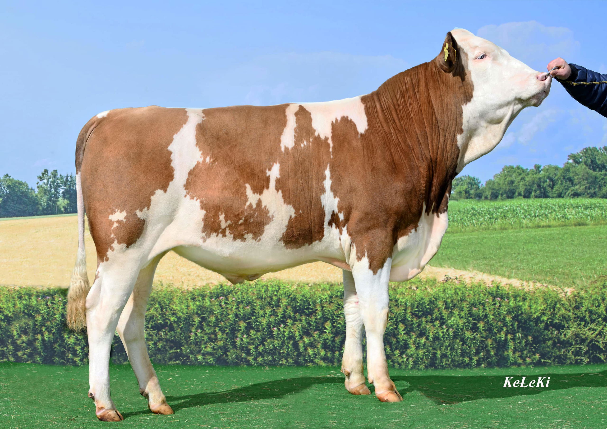 Den passenden Stier wählen - BIO AUSTRIA