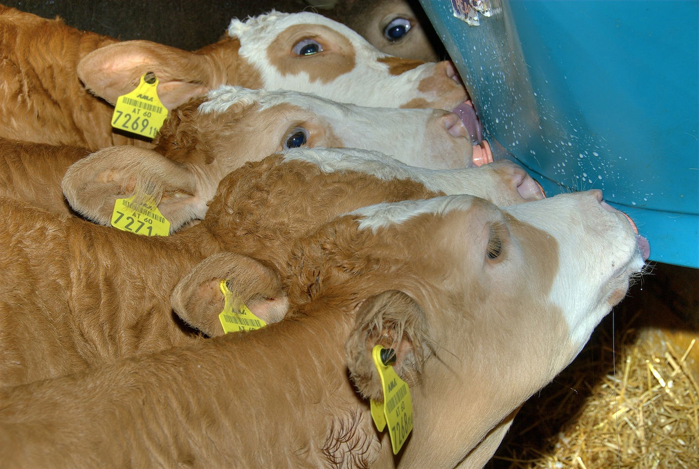 Gesunde Kälber in der Milch- und Mutterkuhhaltung/Himmelberg - BIO AUSTRIA