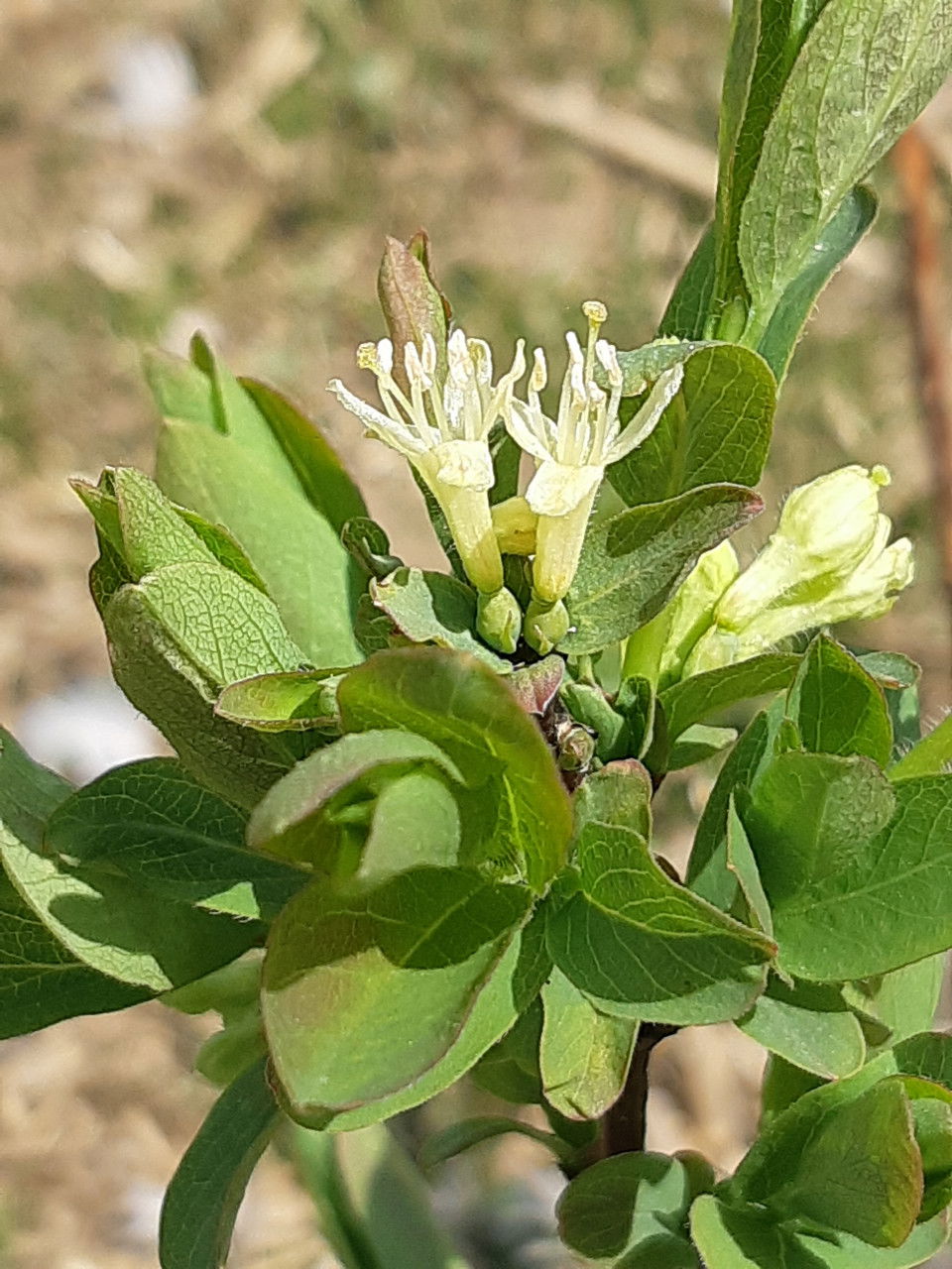 Frühe Blüten rund um Haus und Hof - BIO AUSTRIA