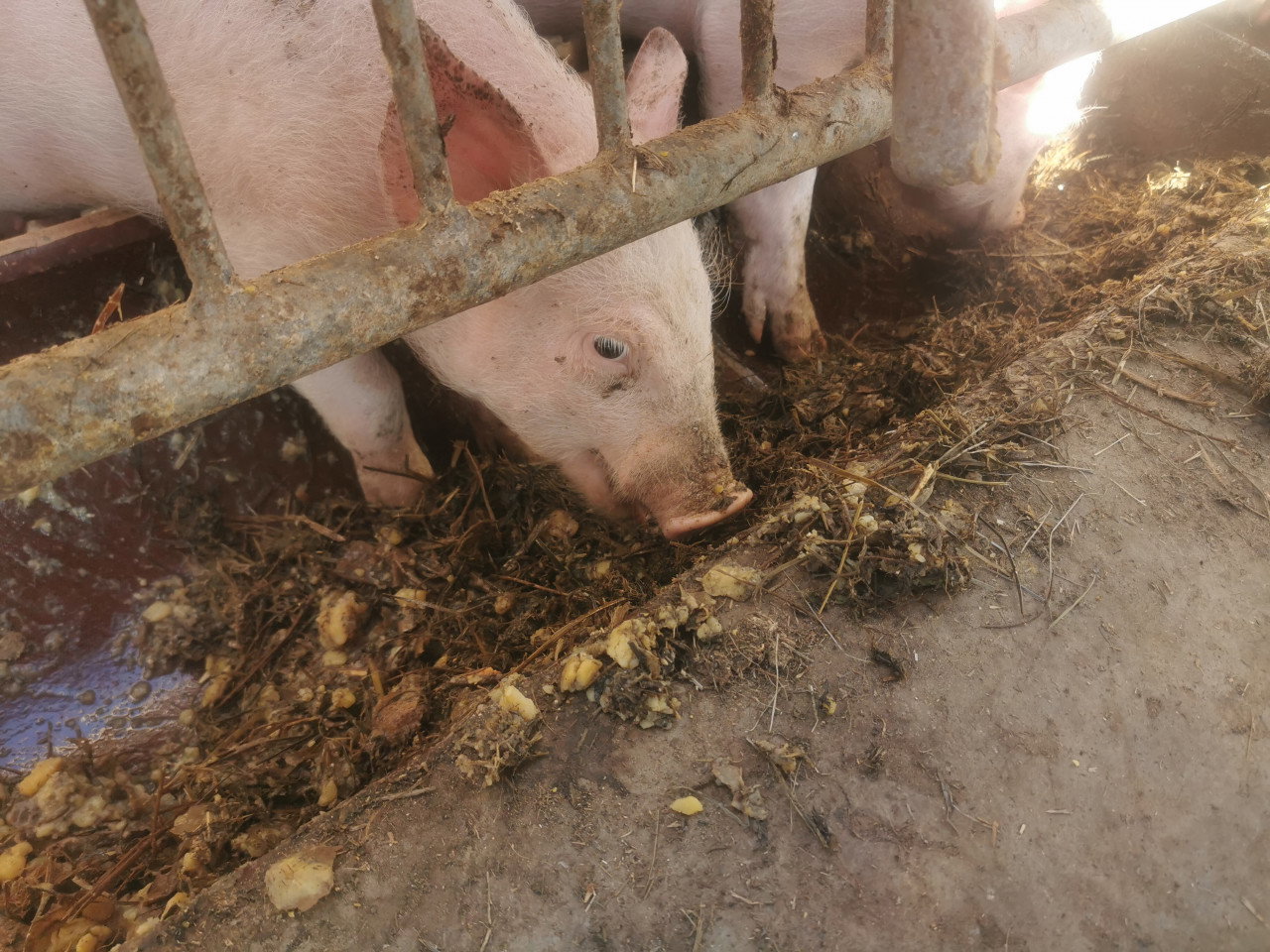 Fokus Bio-Schwein 100% Bio-Fütterung - BIO AUSTRIA