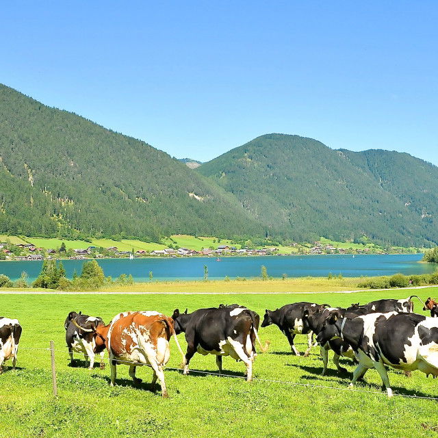 Kärntnermilch reg.Gen.m.b.H BIO AUSTRIA