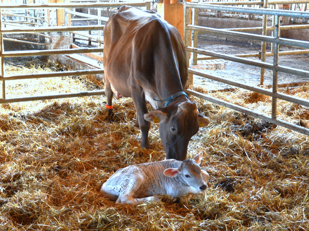 Rund um die Geburt für Kuh und Kalb - BIO AUSTRIA
