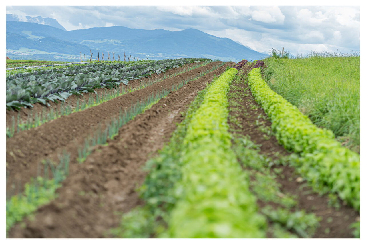 Feldtag Salzburg - Biogemüse Klingerbauer - BIO AUSTRIA