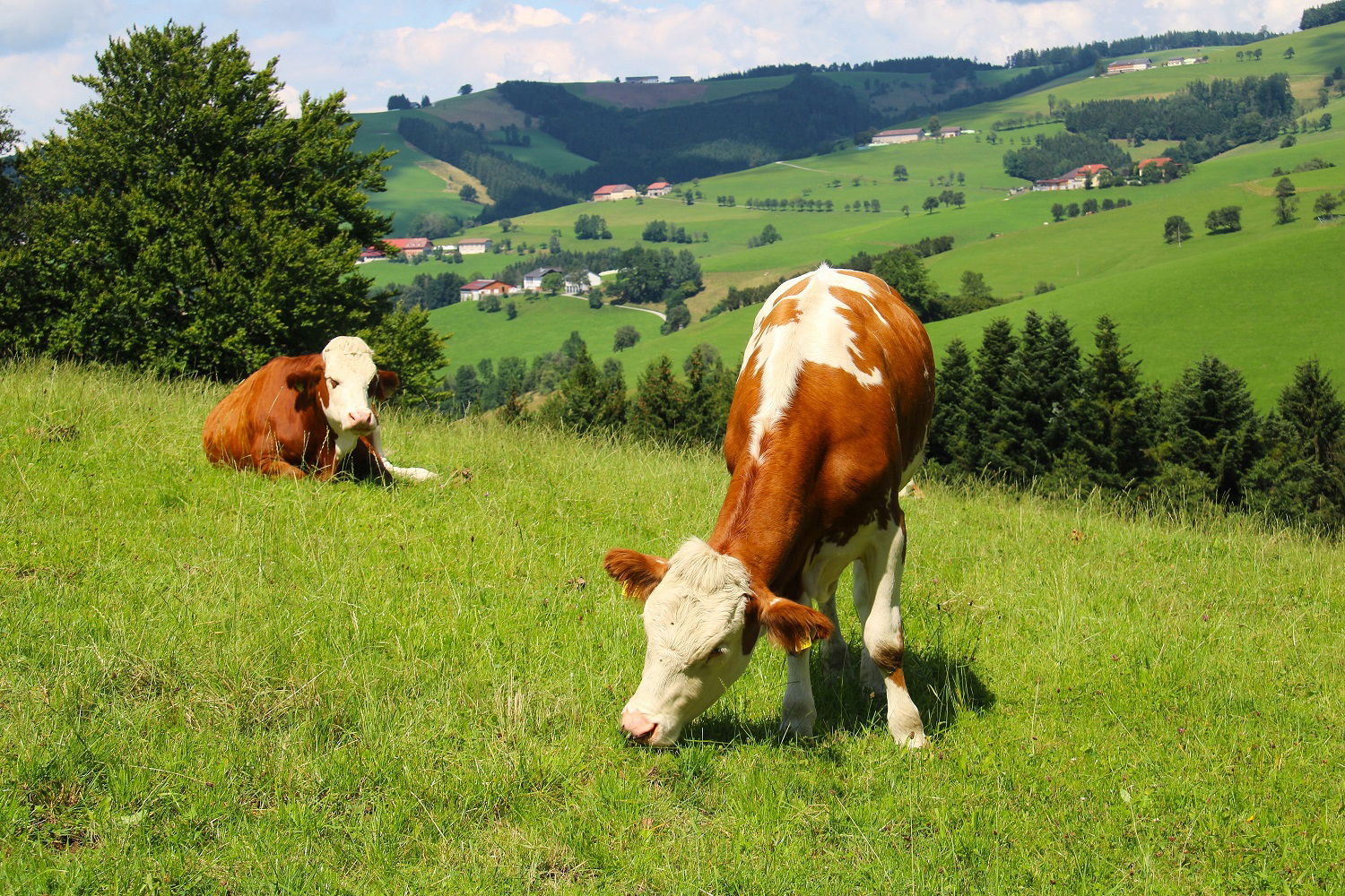 Mehr als Milch und Fleisch: Wert und Leistungen der Berglandwirtschaft ...