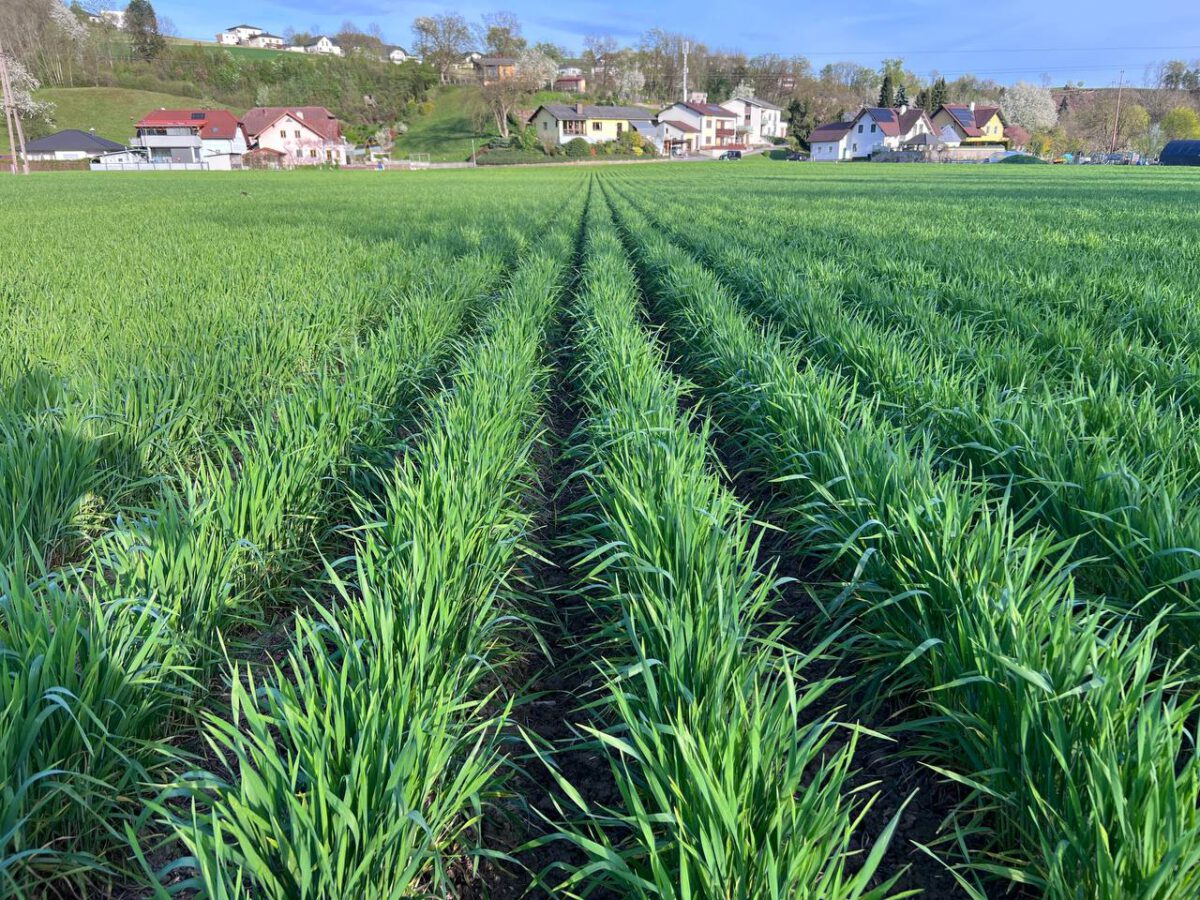 Turiel Dammkultur-Feldtag - BIO AUSTRIA