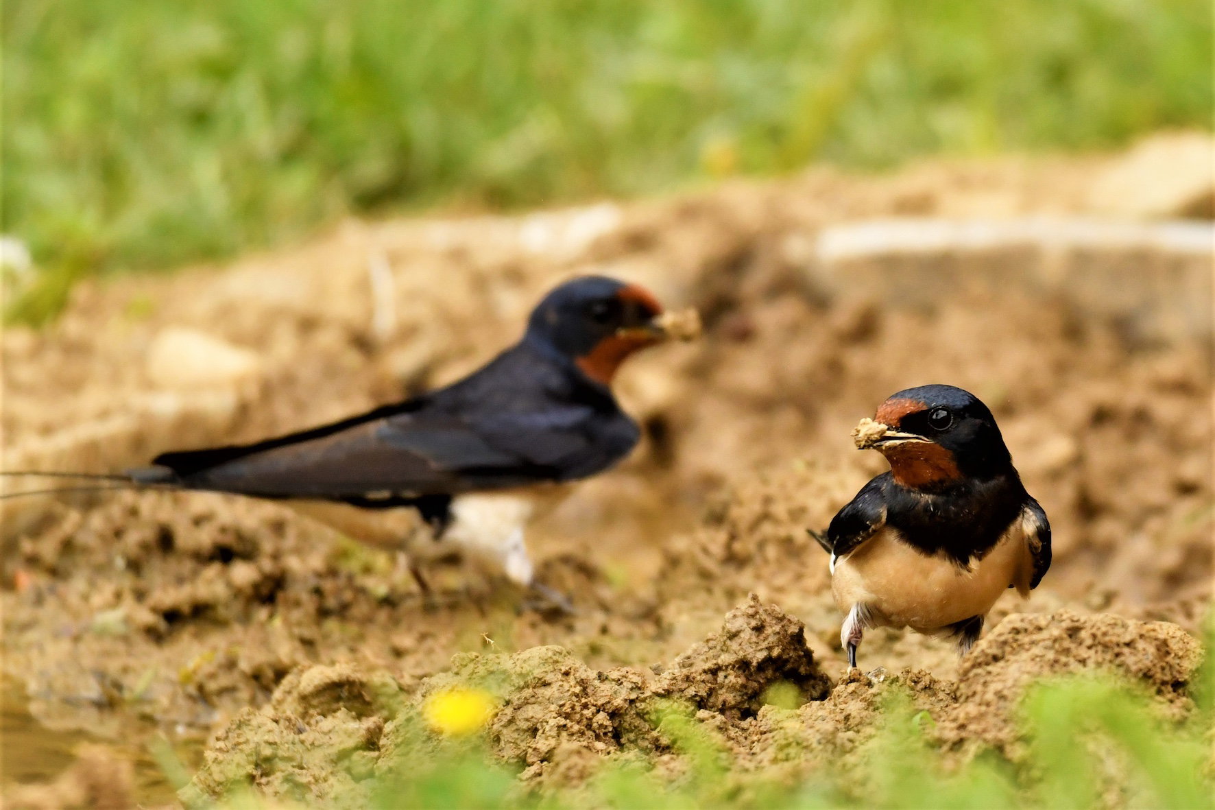 Wie hole ich Schwalben auf den Hof? - BIO AUSTRIA
