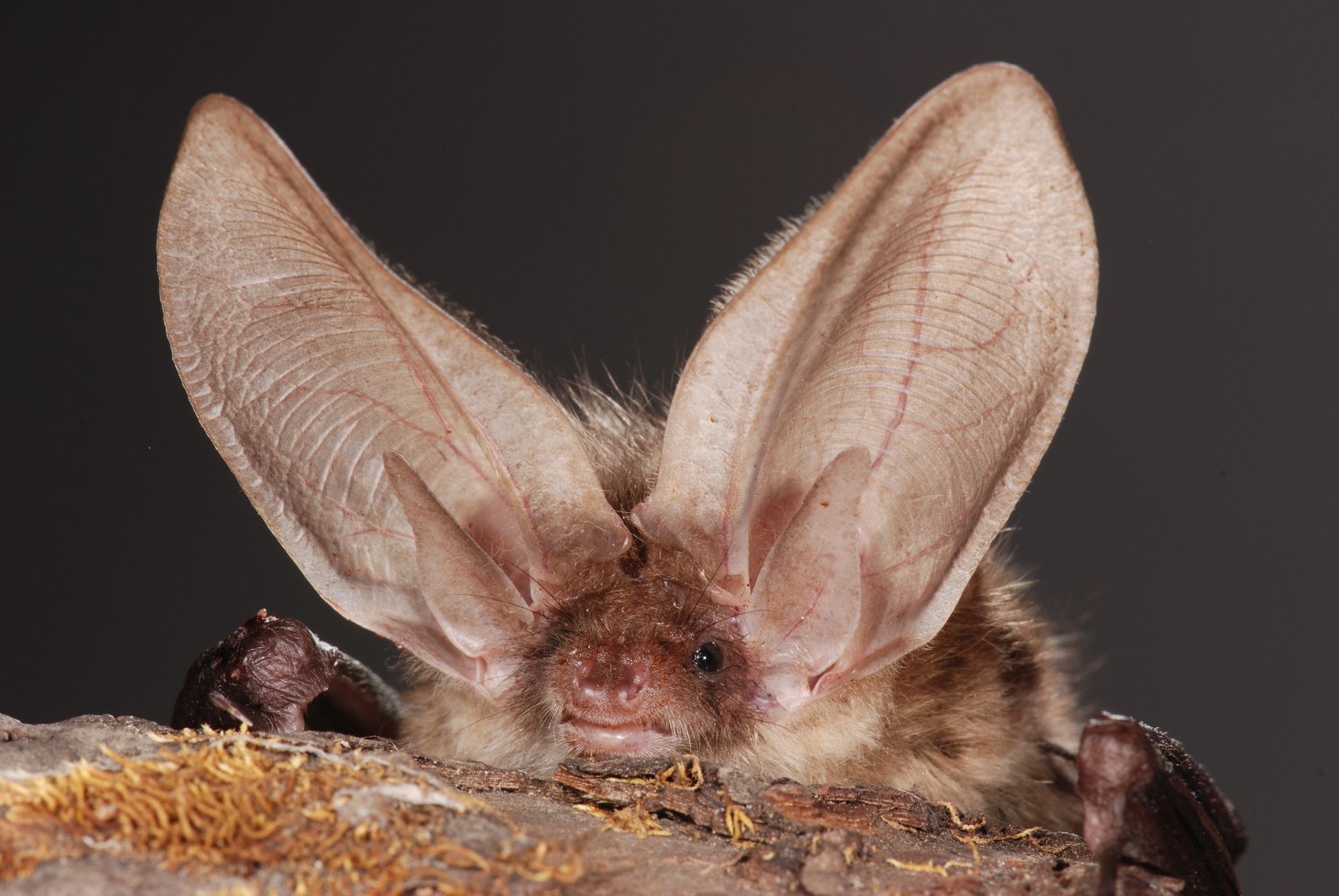 Fledermäuse-verborgene Helfer am Bauernhof - BIO AUSTRIA