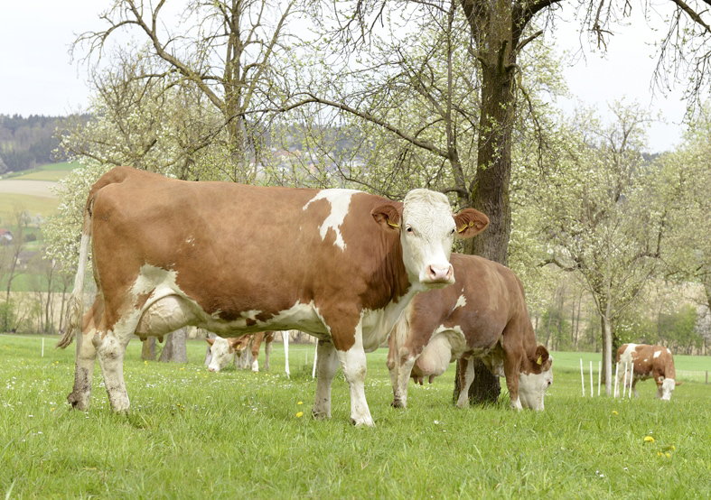 Plattform Biomilch - BIO AUSTRIA