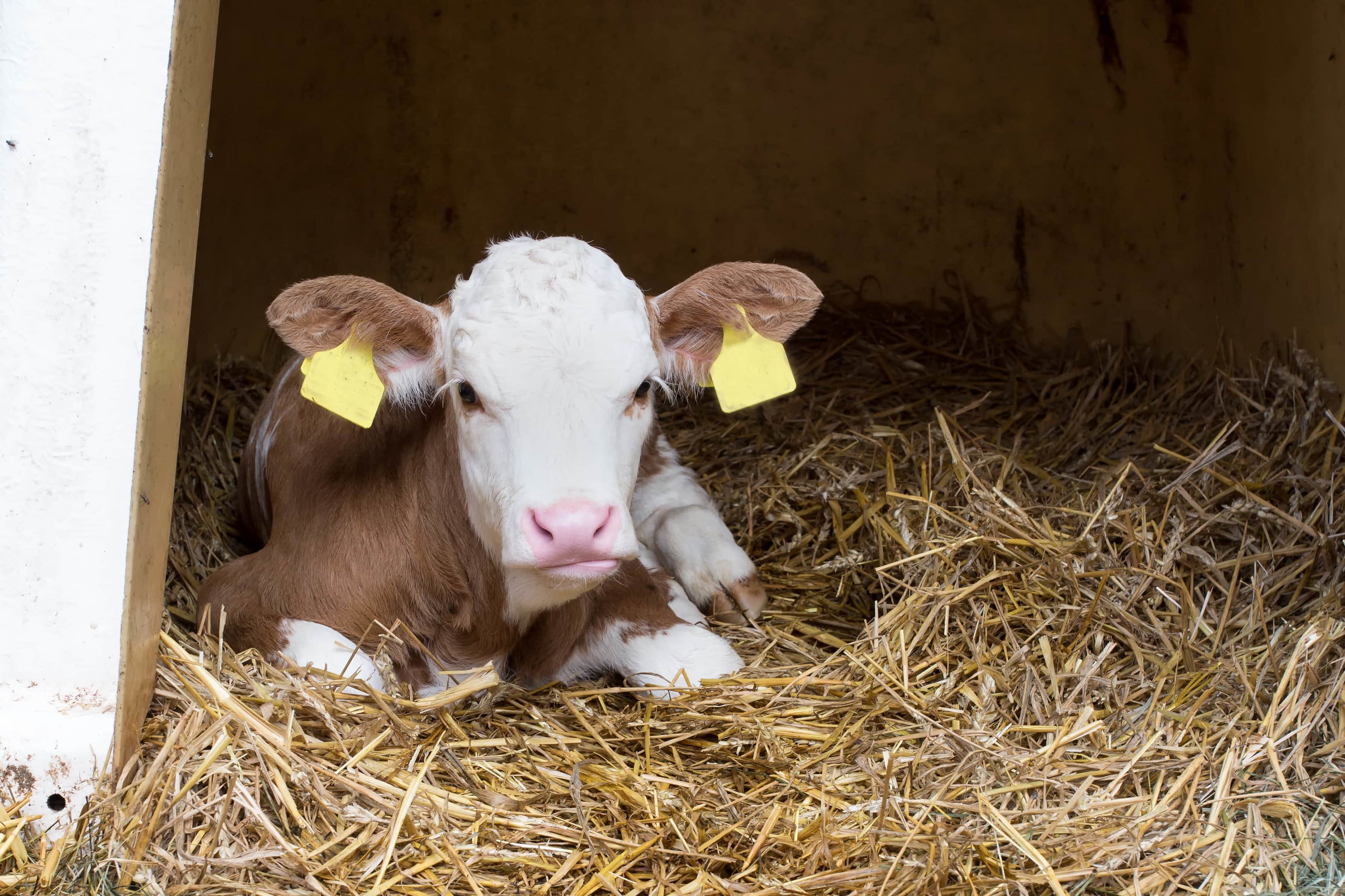Rund um die Geburt - Kuh und Kalb - BIO AUSTRIA