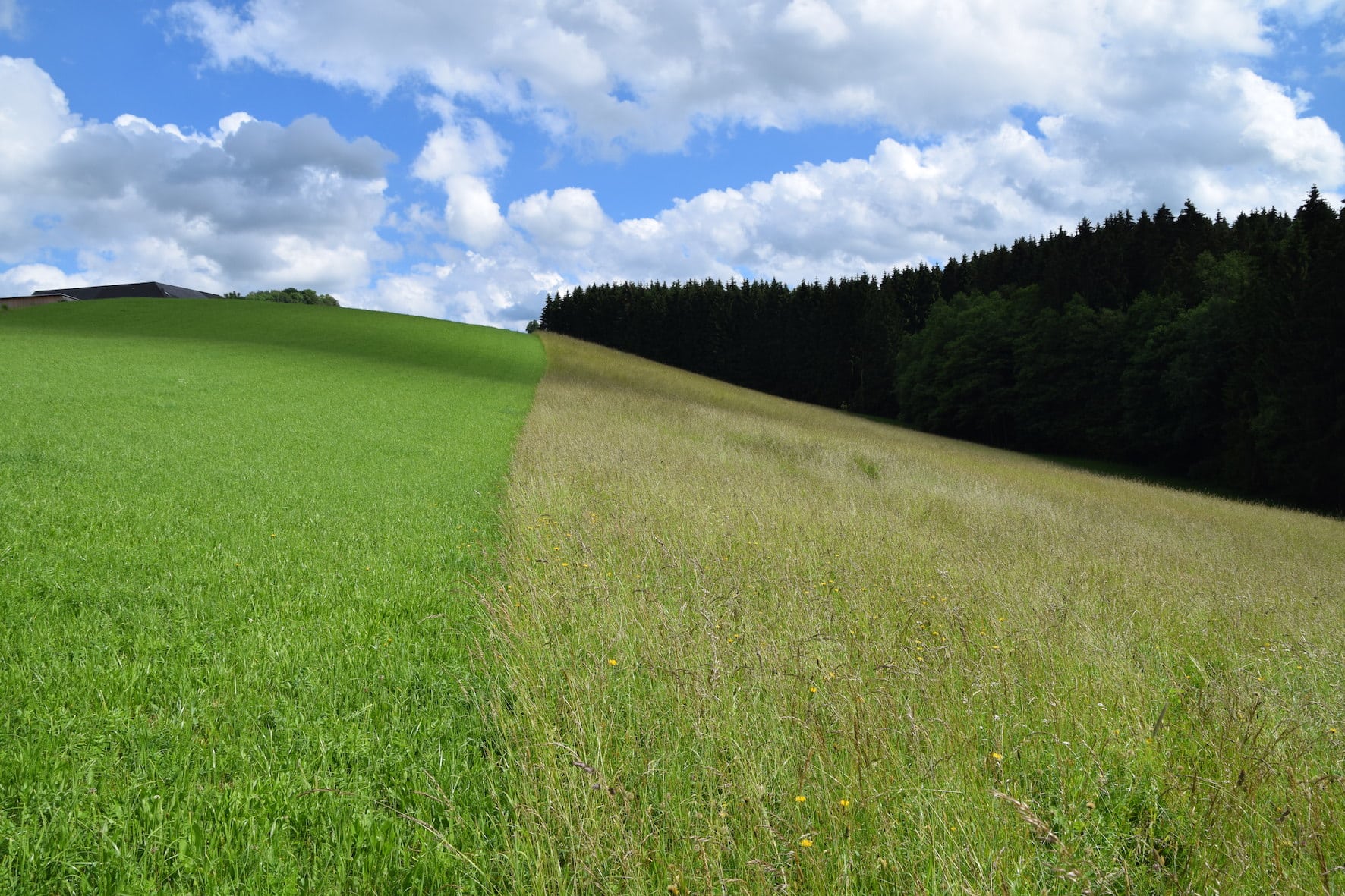 Ertragreiche und extensive Wiesen - BIO AUSTRIA