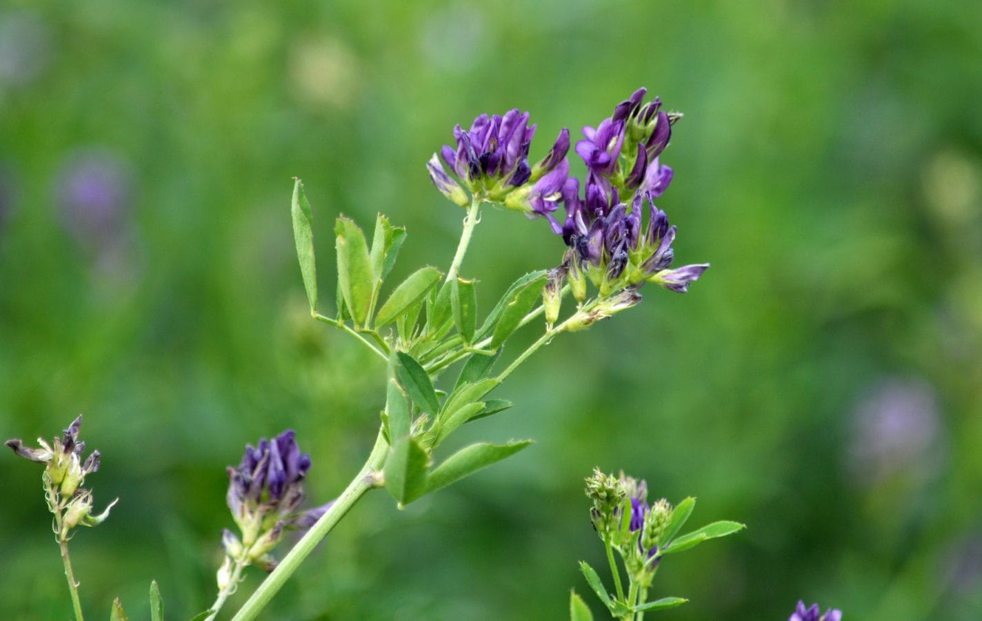 Luzerne hat viel Potenzial - BIO AUSTRIA