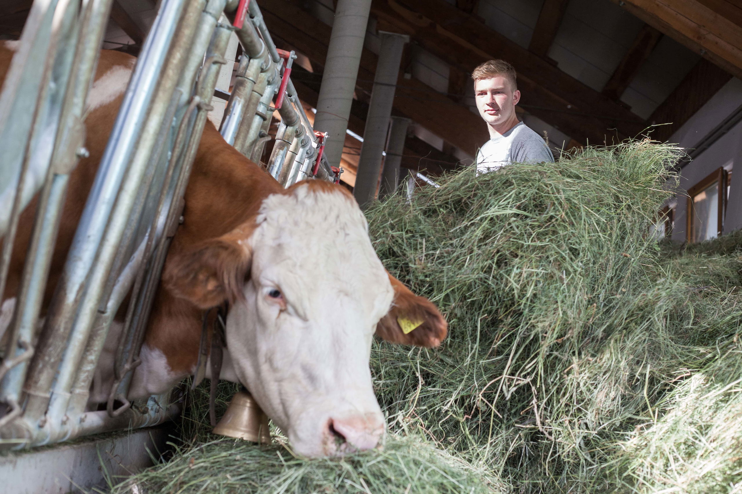 Fütterung - Milch - Gesundheit: Wie geht das bei der Kuh zusammen ...