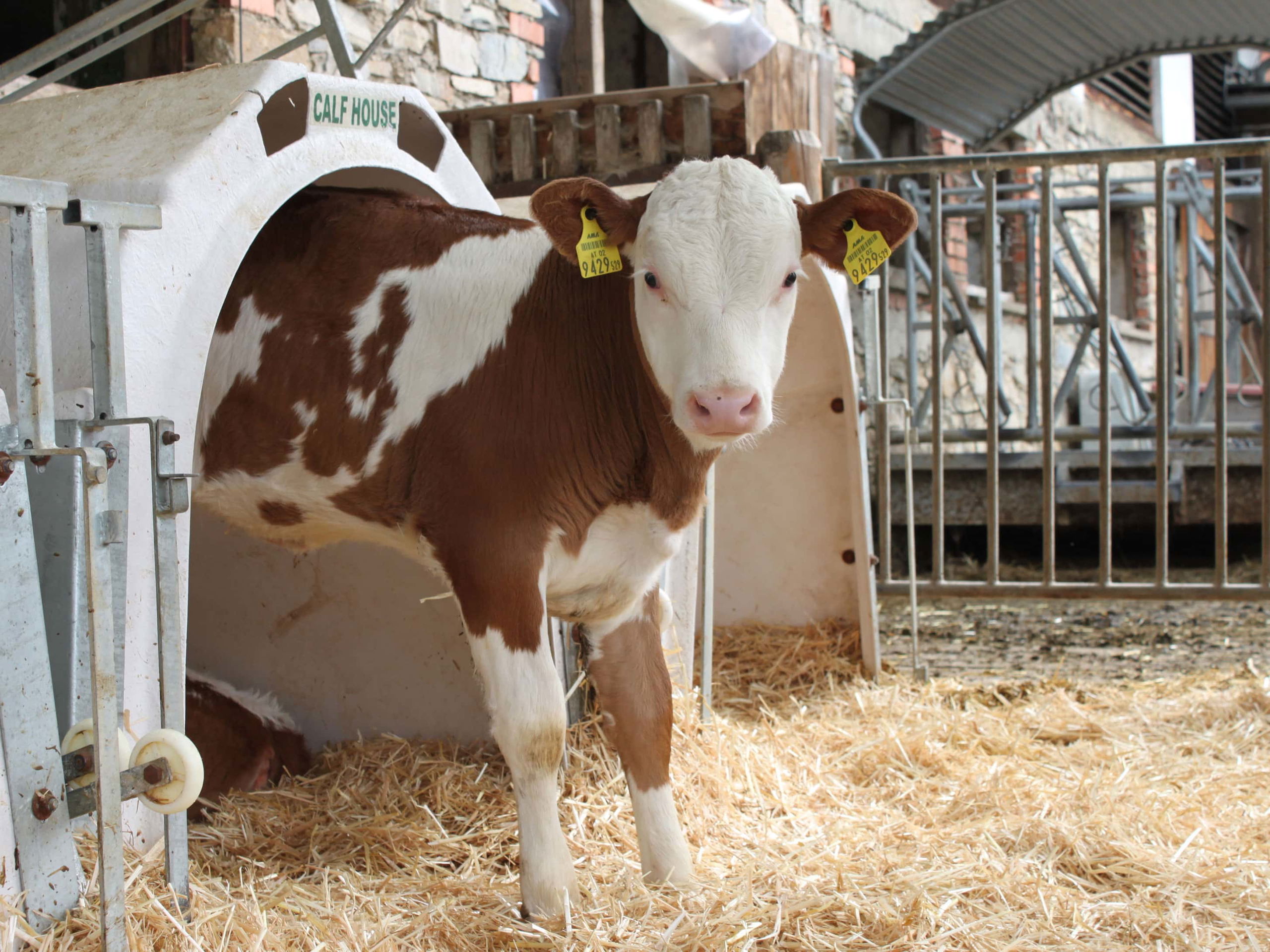 Gesunde Kälber in der Milch- und Mutterkuhhaltung - BIO AUSTRIA